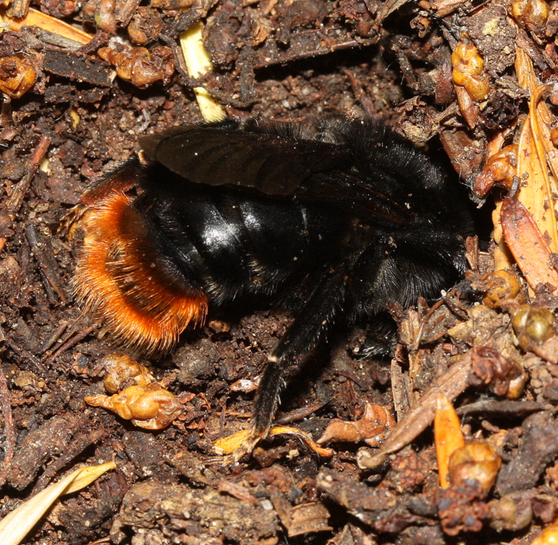 Bombus rupestris | BWARS